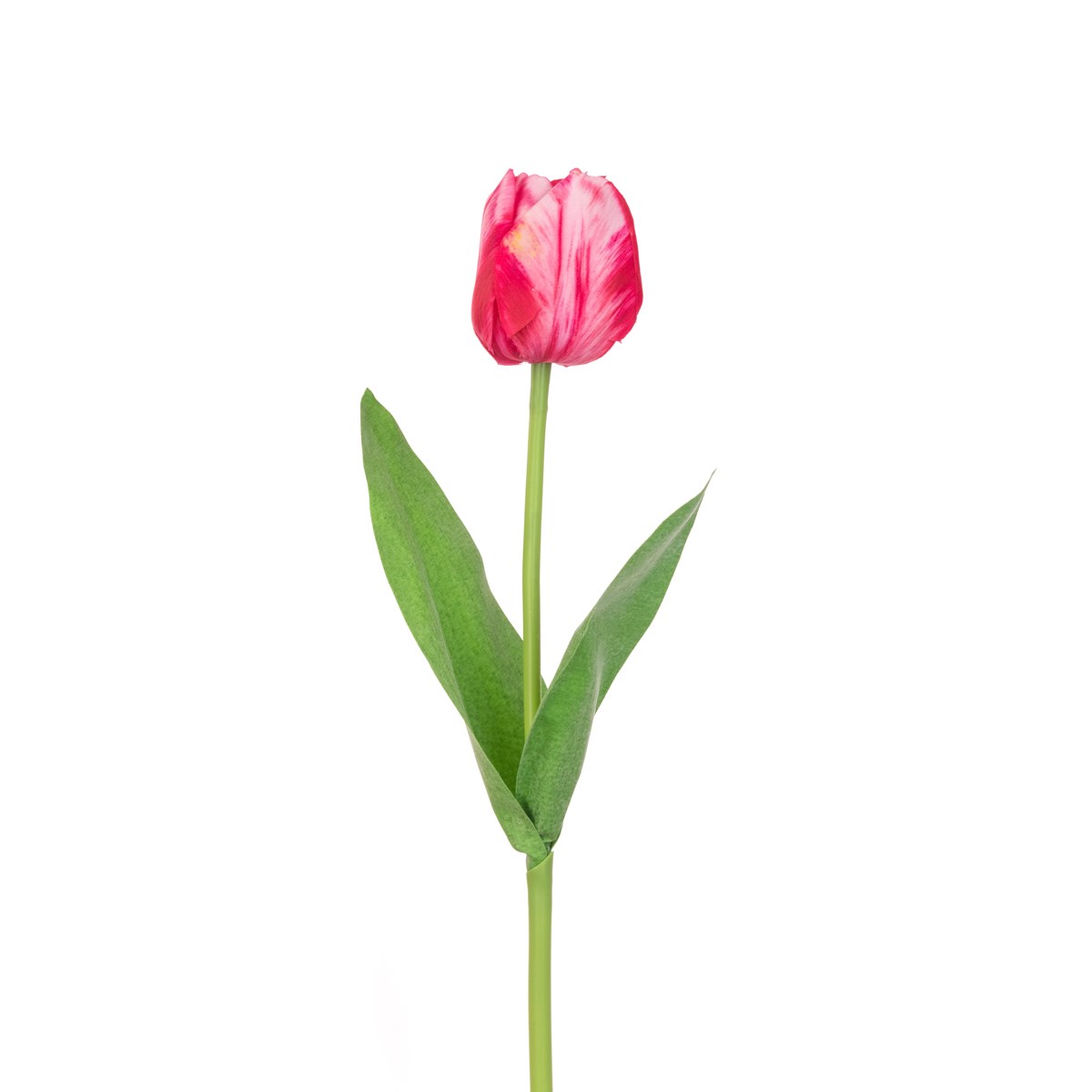 Triumph Orange Tulip – Stuff & Co